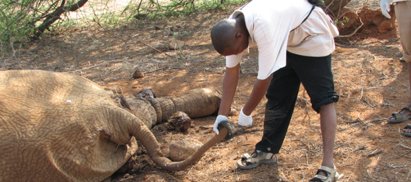 Tracking elephant diet by tail hair isotopes - Save the Elephants