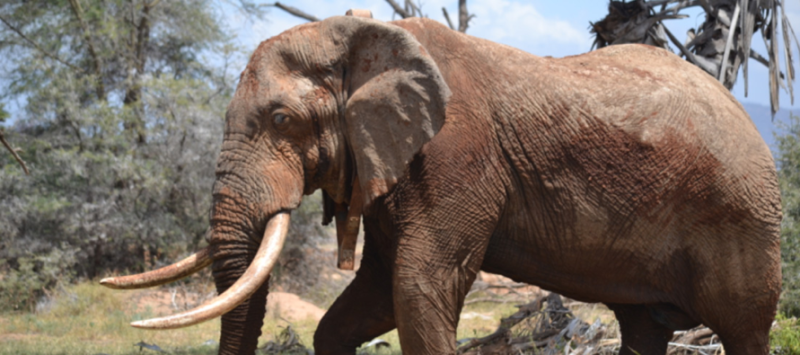 Technology solutions for wildlife conservation: How GPS and cell phones ...