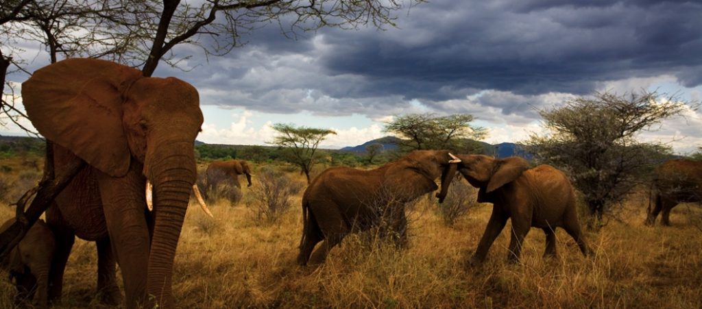 Tracking Elephants Across Northern Kenya - Save the Elephants