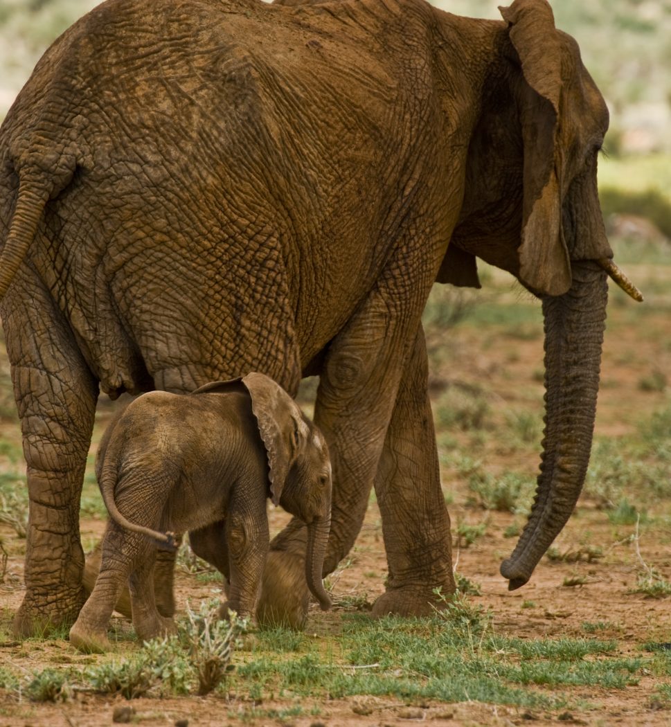 Elephants and Bees - Save the Elephants