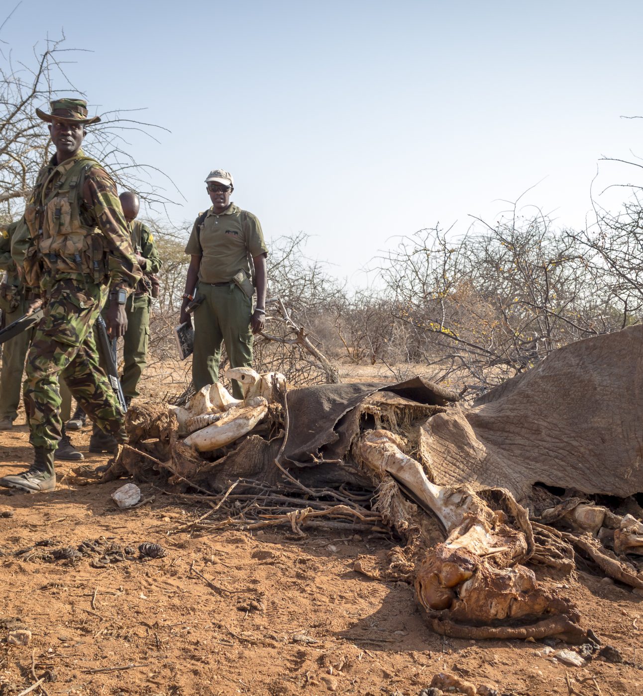 Monitoring - Save the Elephants