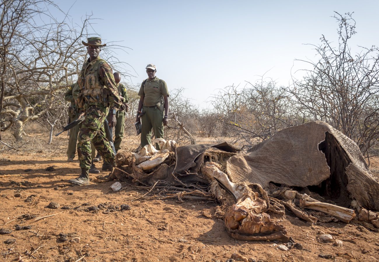 Monitoring the Illegal Killing of Elephants (MIKE) - Save the Elephants