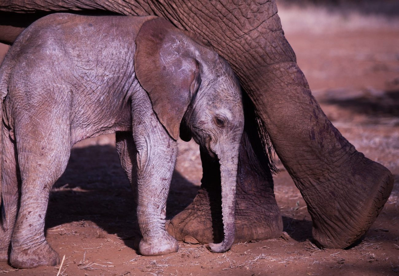 Campaign FBH test - Save the Elephants