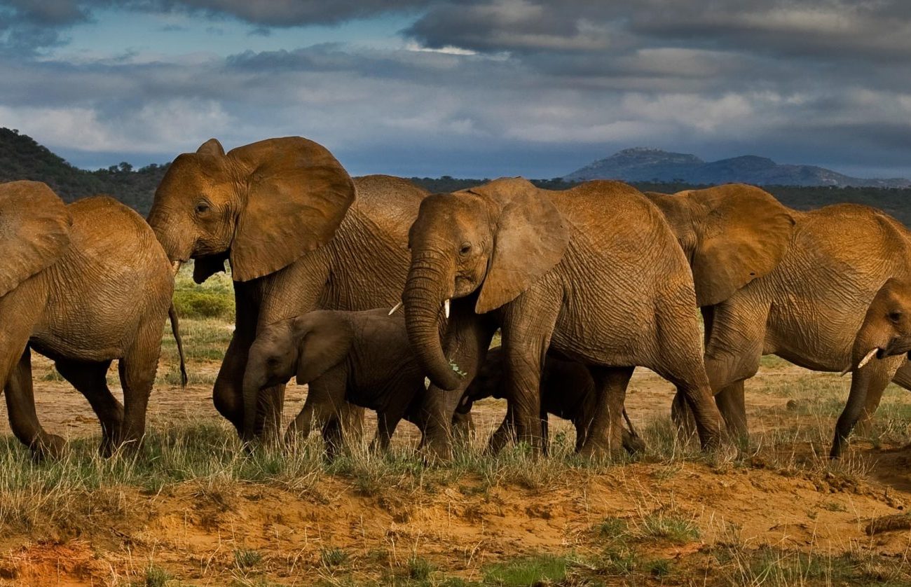 Our Partners - Save the Elephants