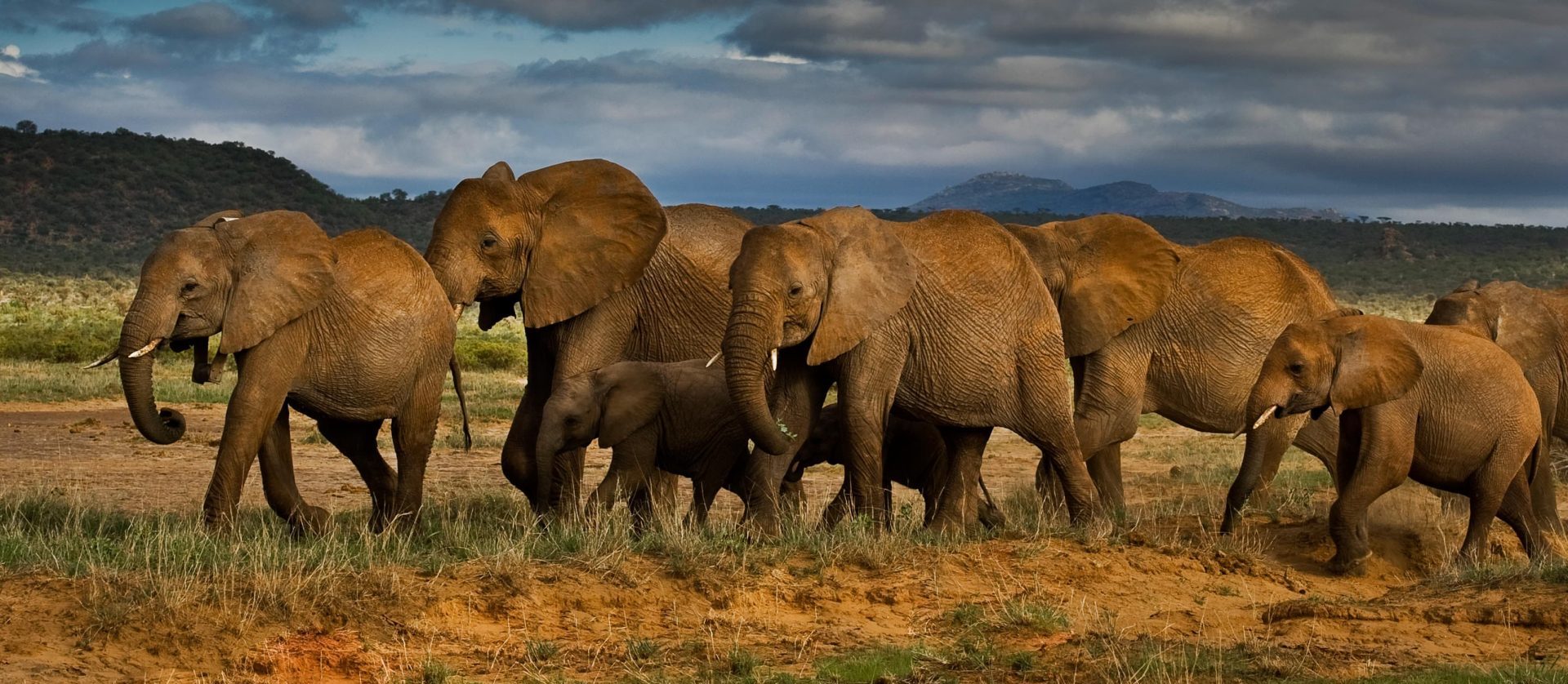 Our Partners - Save the Elephants