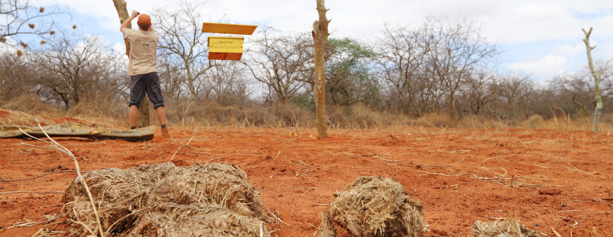 Impact - Save the Elephants