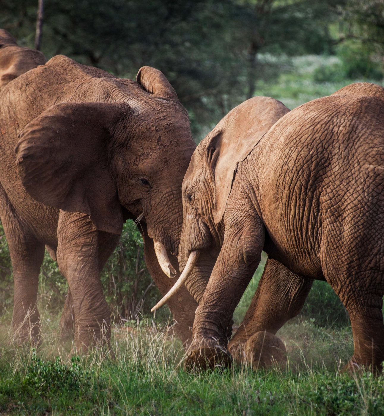 Stories and News - Save the Elephants