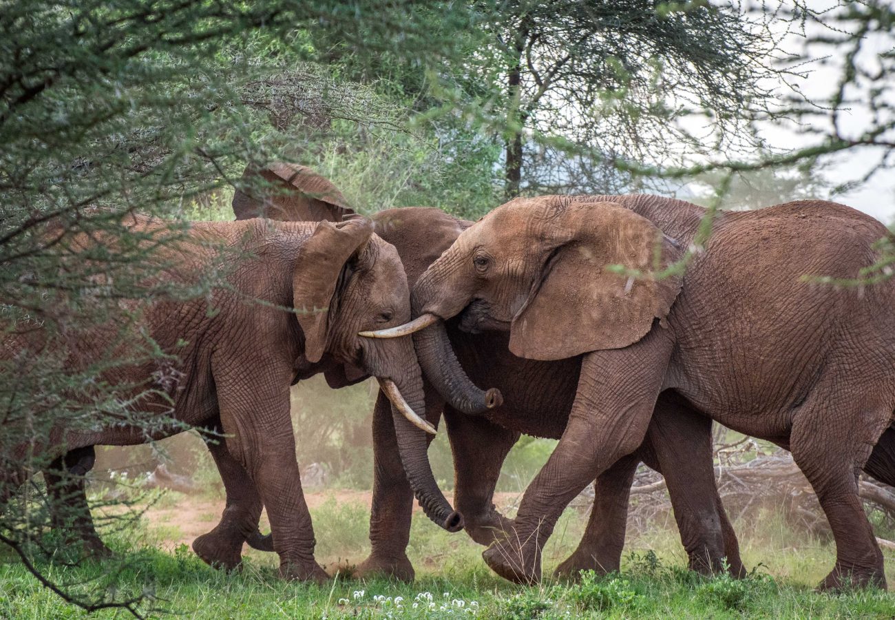 Elephant News Service - Save the Elephants