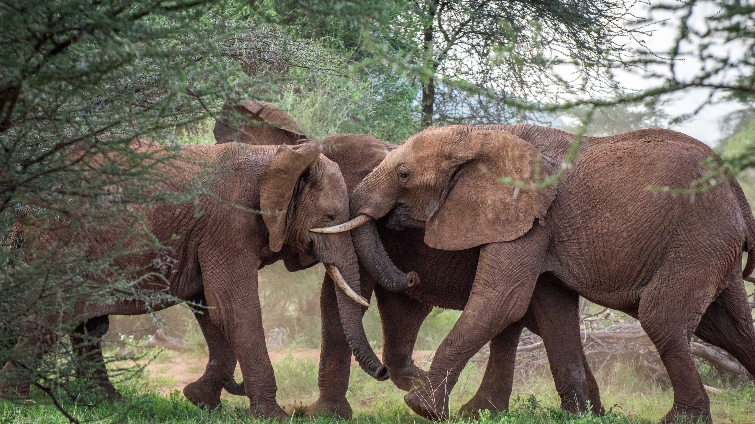 Elephant News Service - Save the Elephants