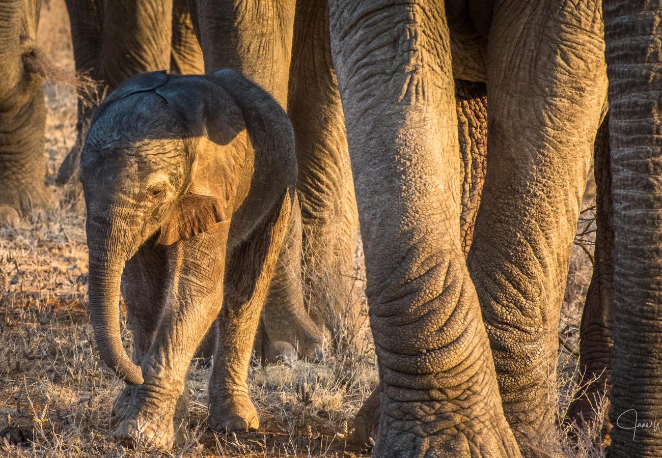 Celebrate & give - Save the Elephants