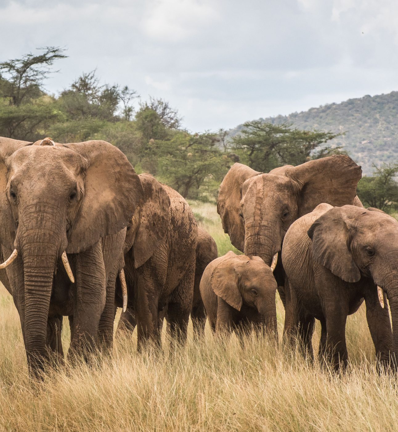 How your company can help elephants - Save the Elephants