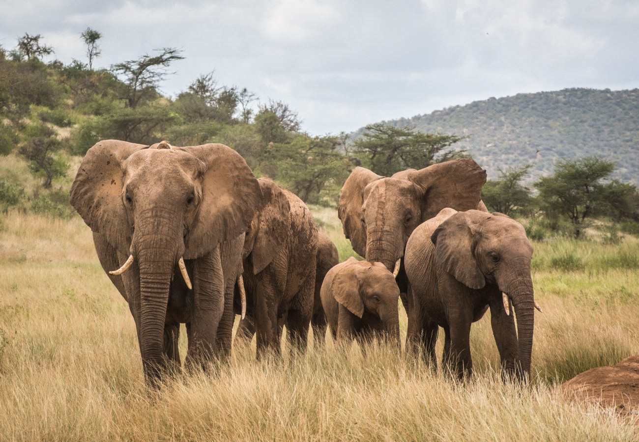 Our corporate partners - Save the Elephants