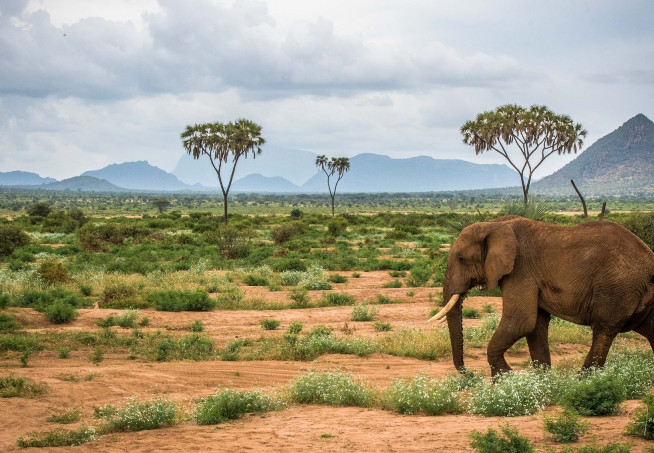 Elephant Facts - Save the Elephants