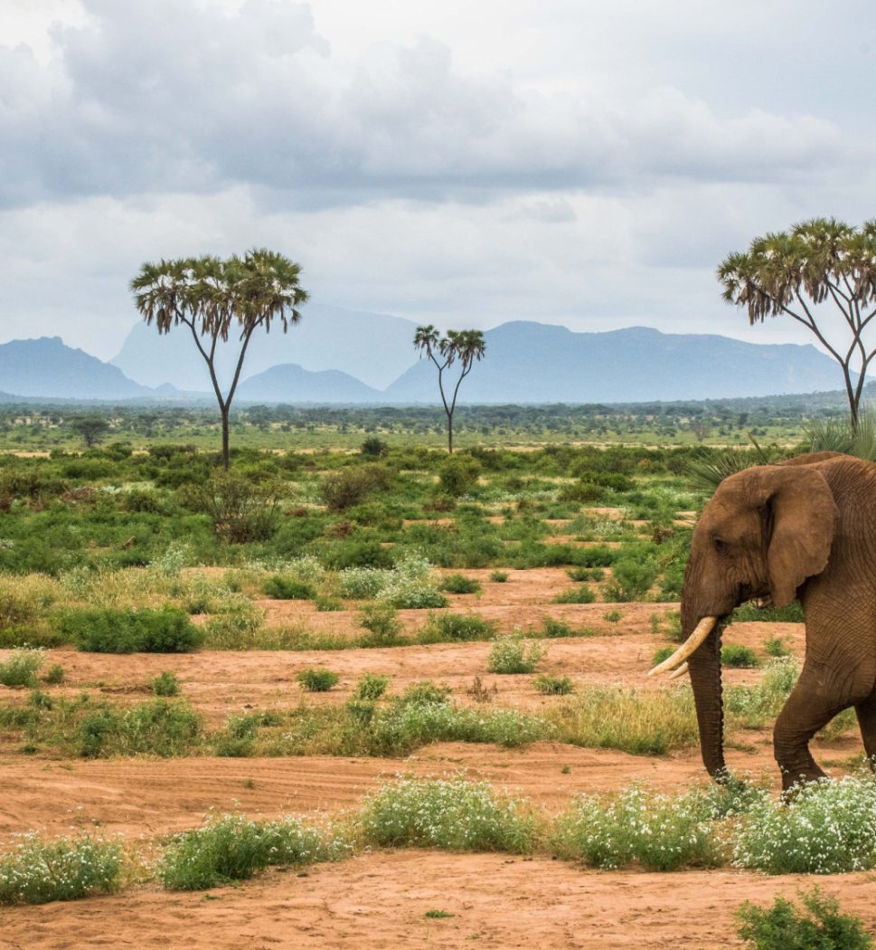 Threats to Elephants - Save the Elephants