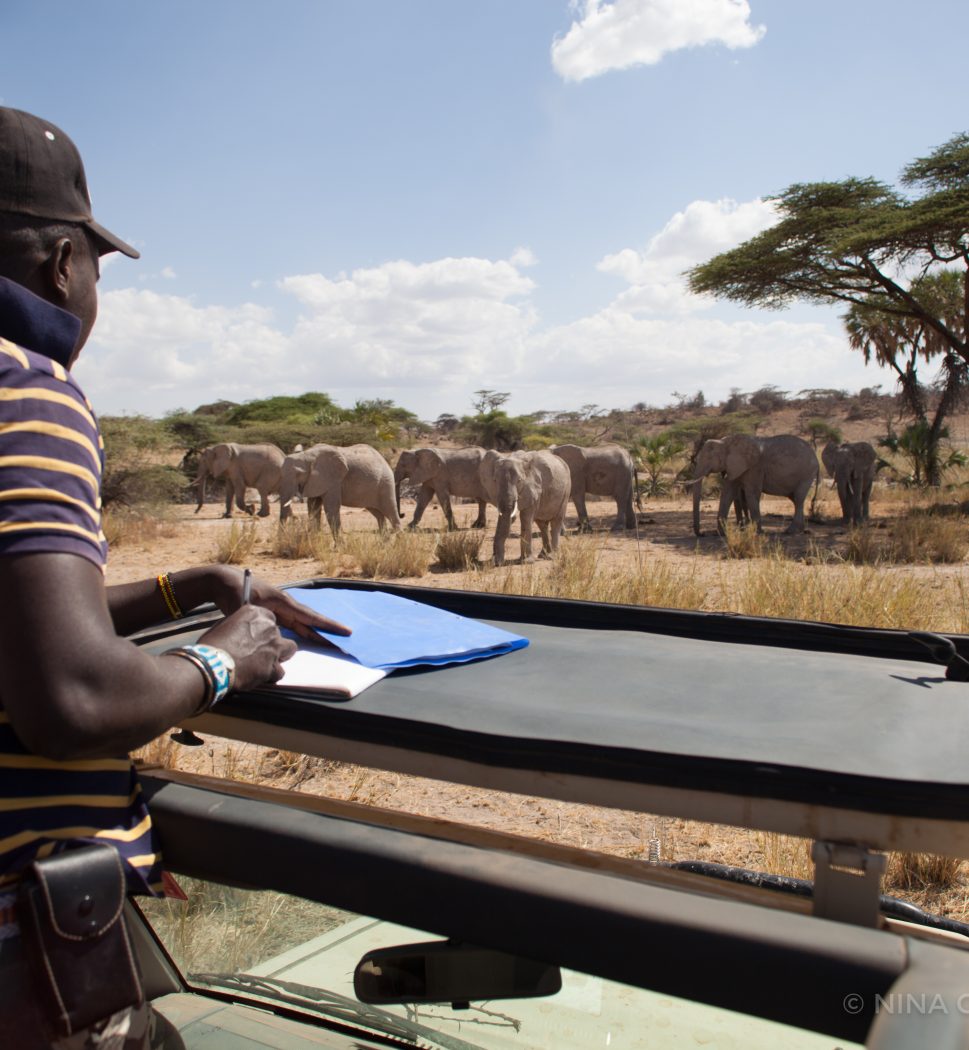 The Desert Elephants of Mali - Save the Elephants