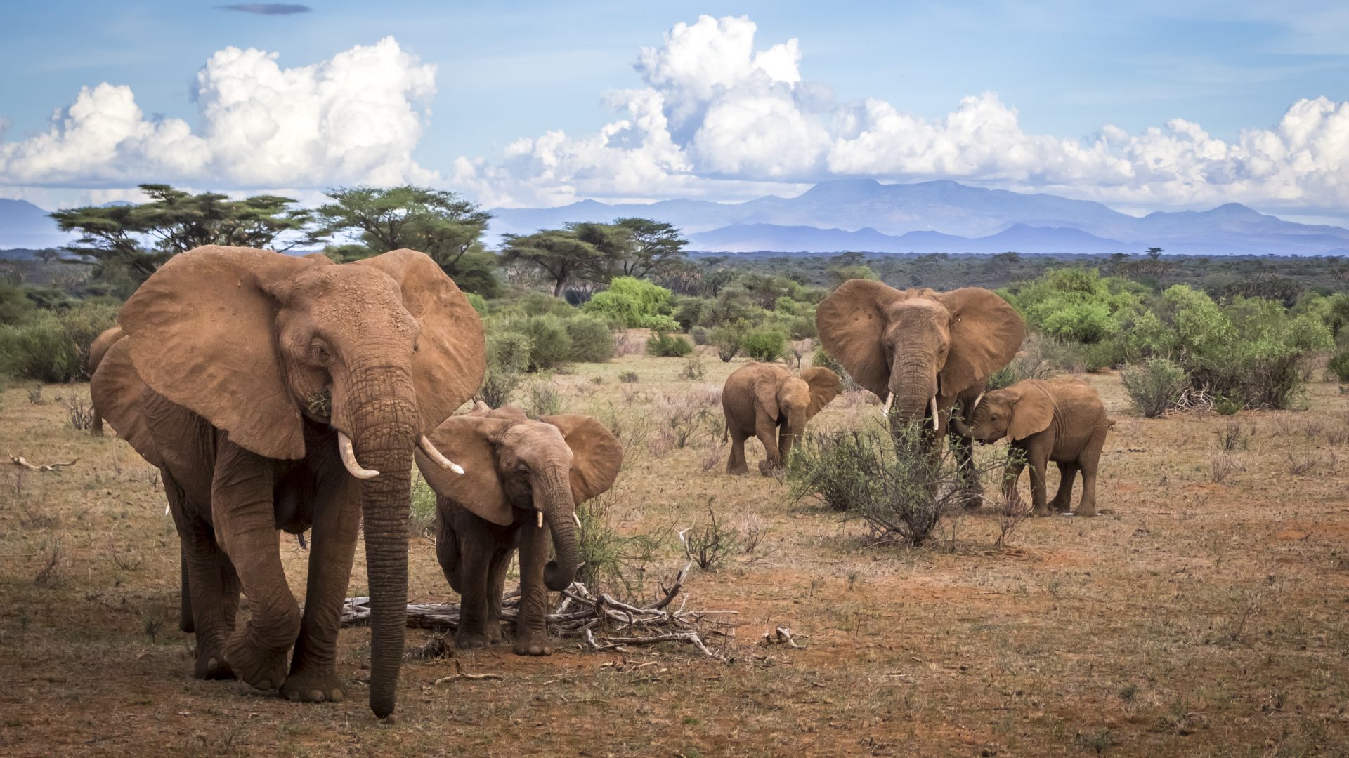 Saba Douglas-Hamilton - Save the Elephants