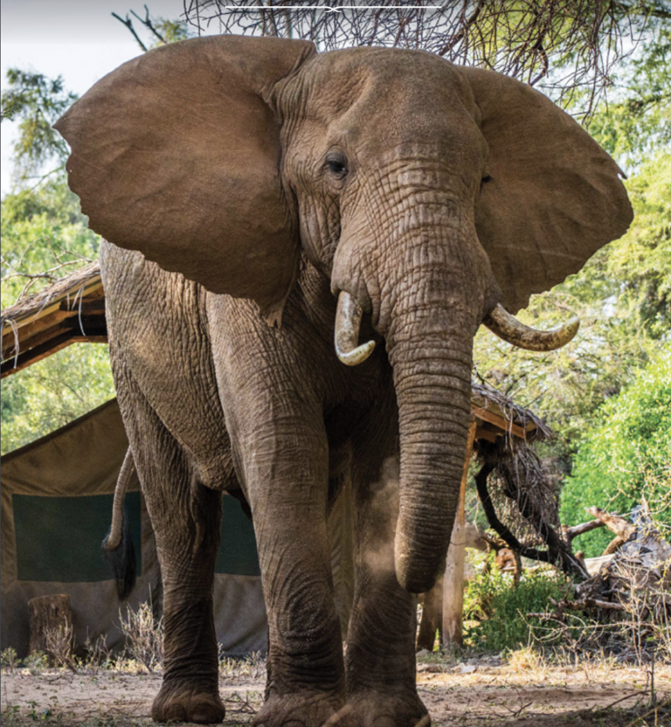 Annual Reports - Save the Elephants