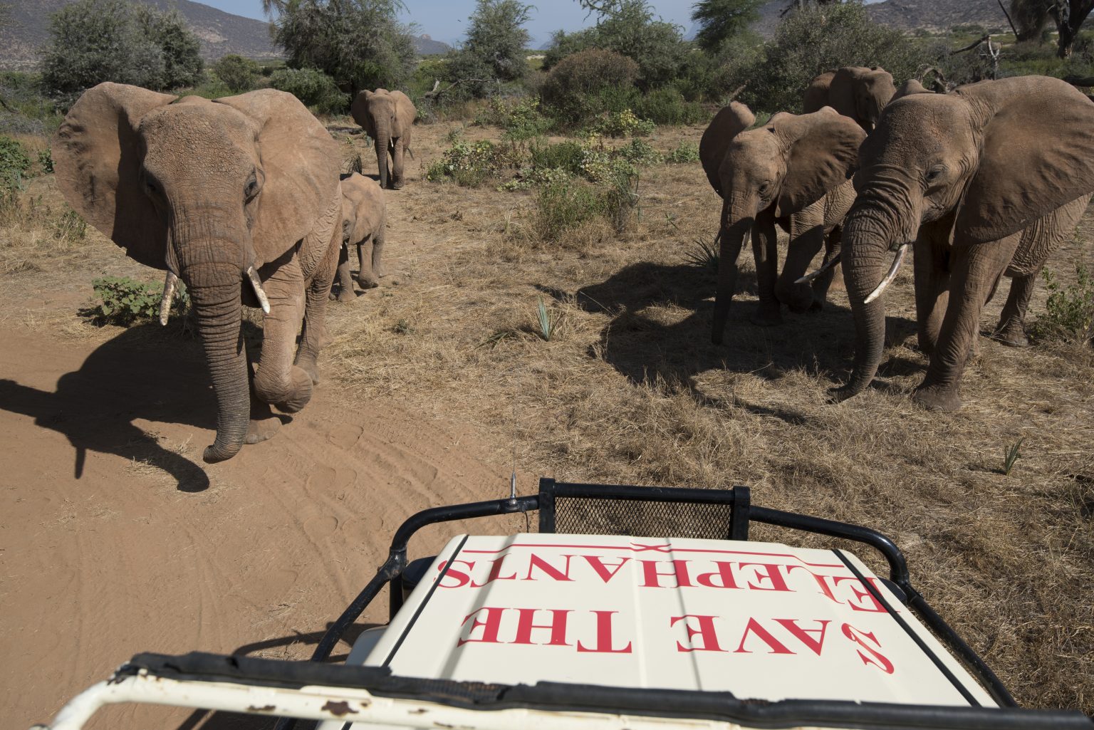 About Save the Elephants - Save the Elephants