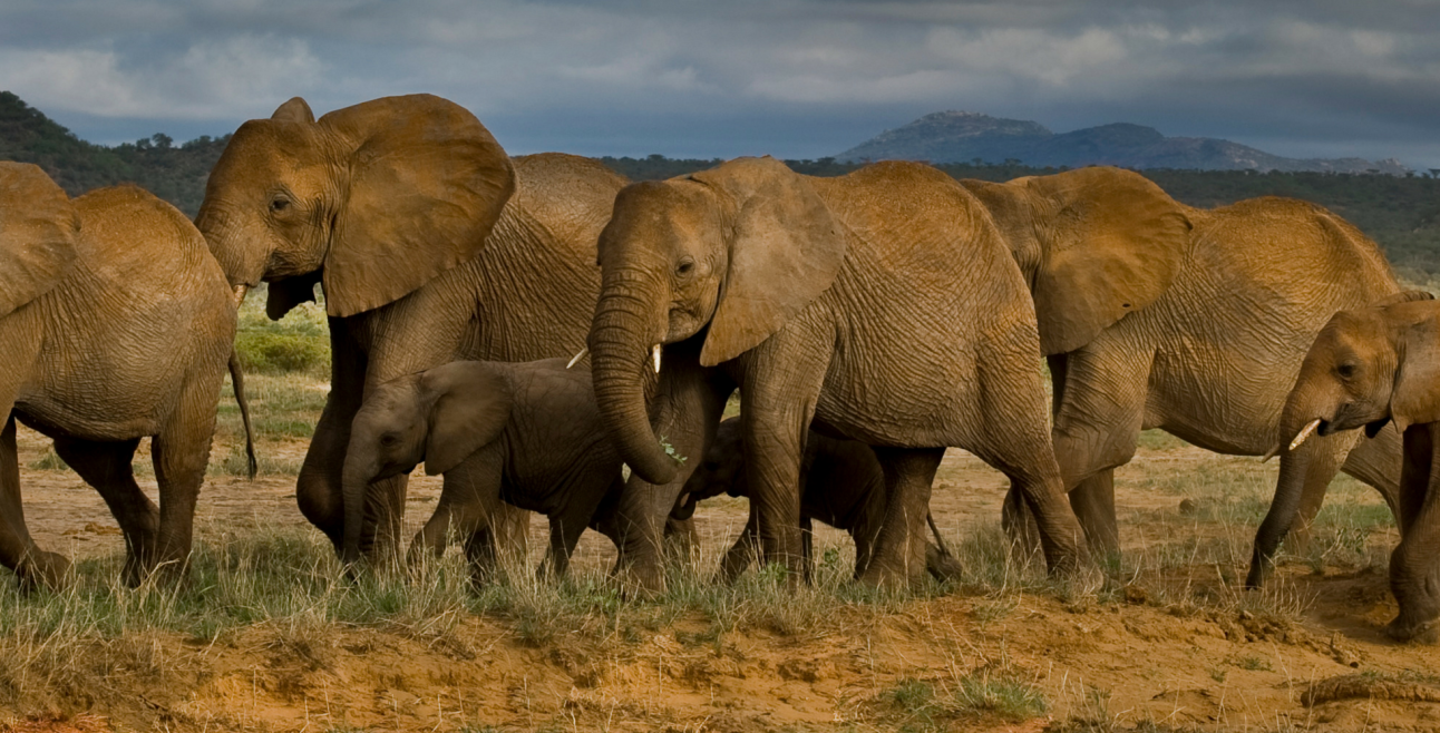 About Save the Elephants - Save the Elephants