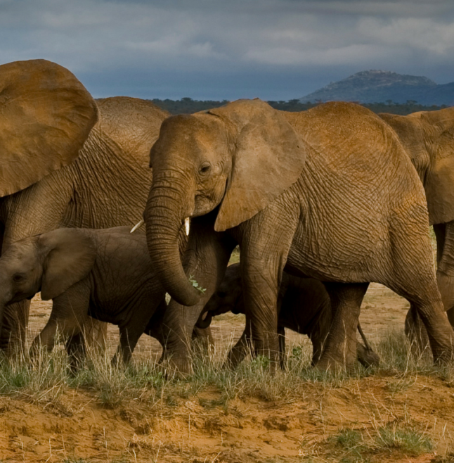 About Save the Elephants - Save the Elephants