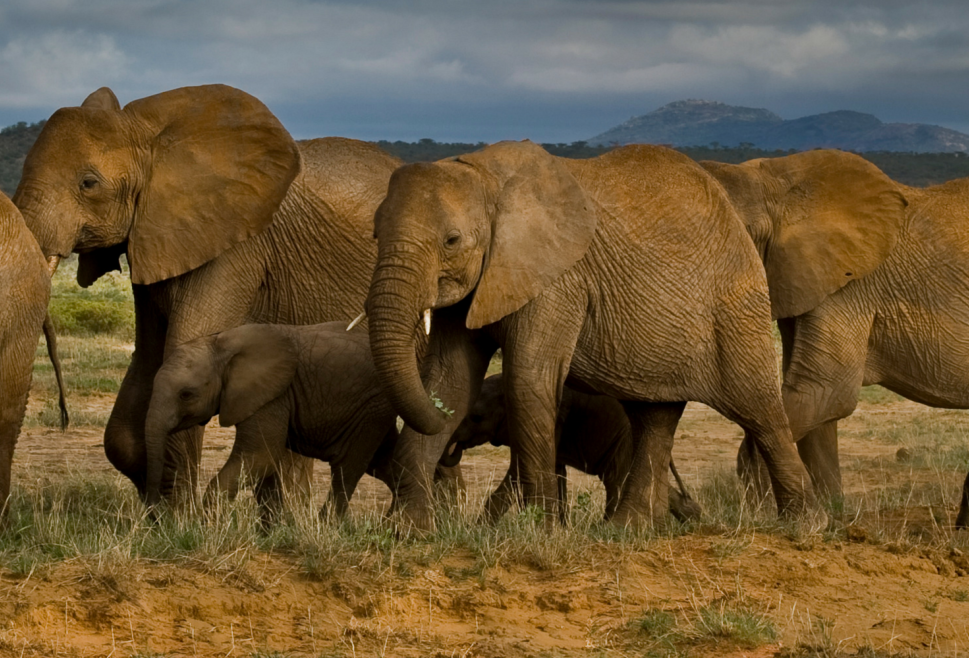 About Save the Elephants - Save the Elephants