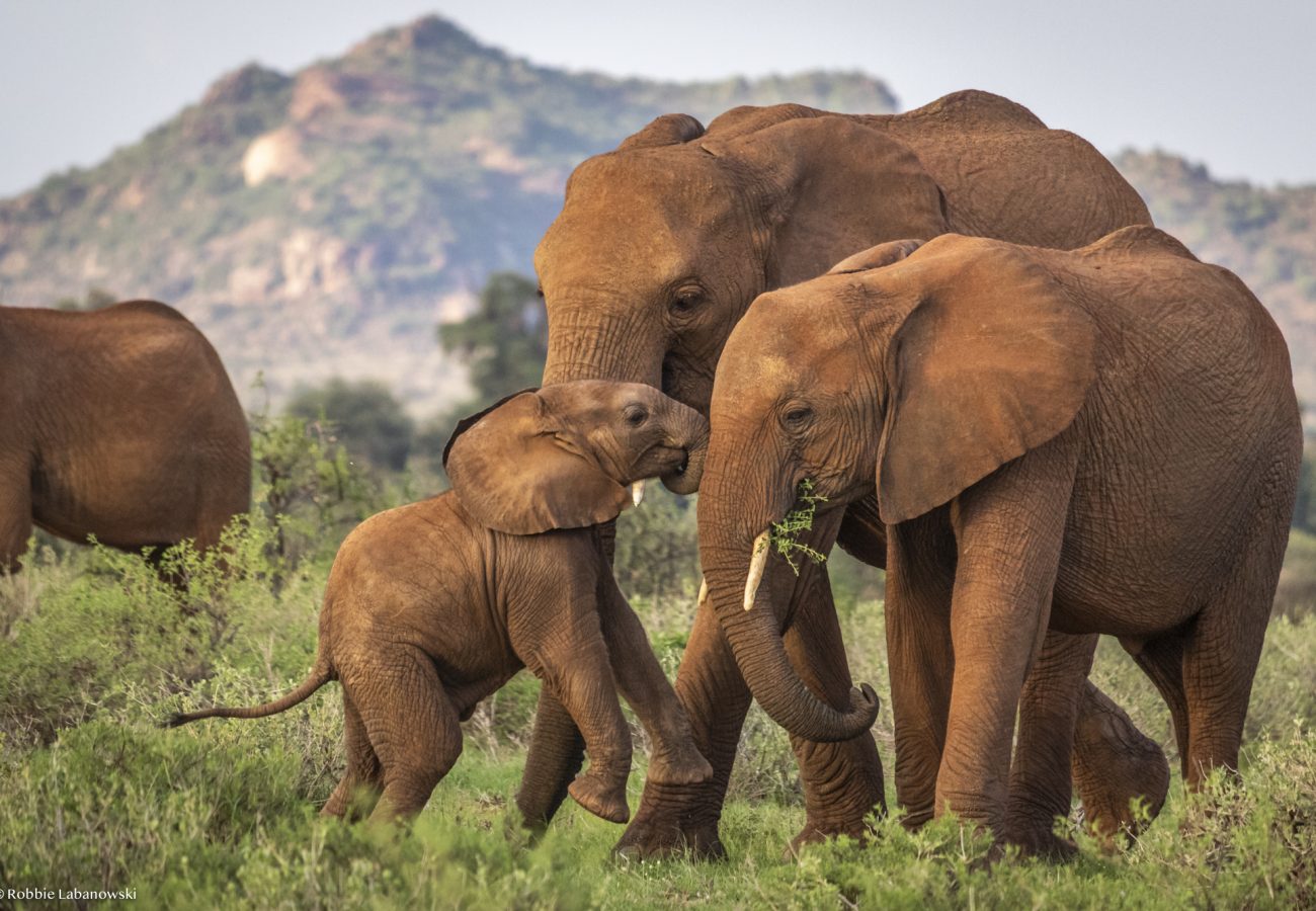 Donate Page US - Save the Elephants