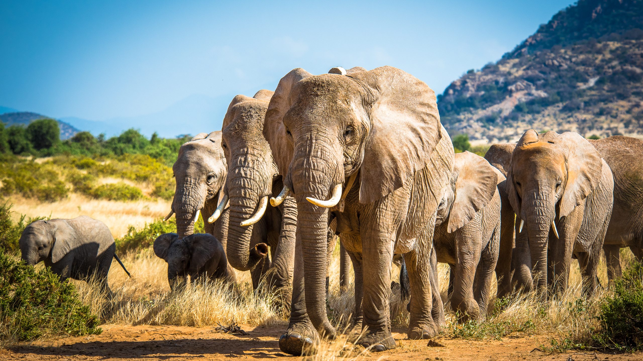 Save the Elephants - Securing a future for elephants and sustaining the ...
