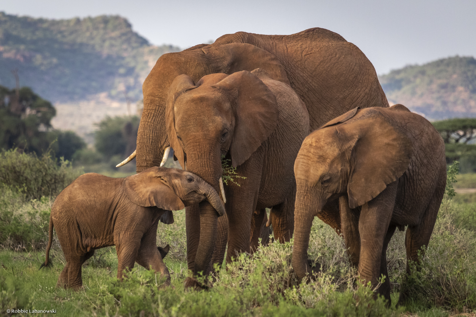 Our Research Centres - Save the Elephants