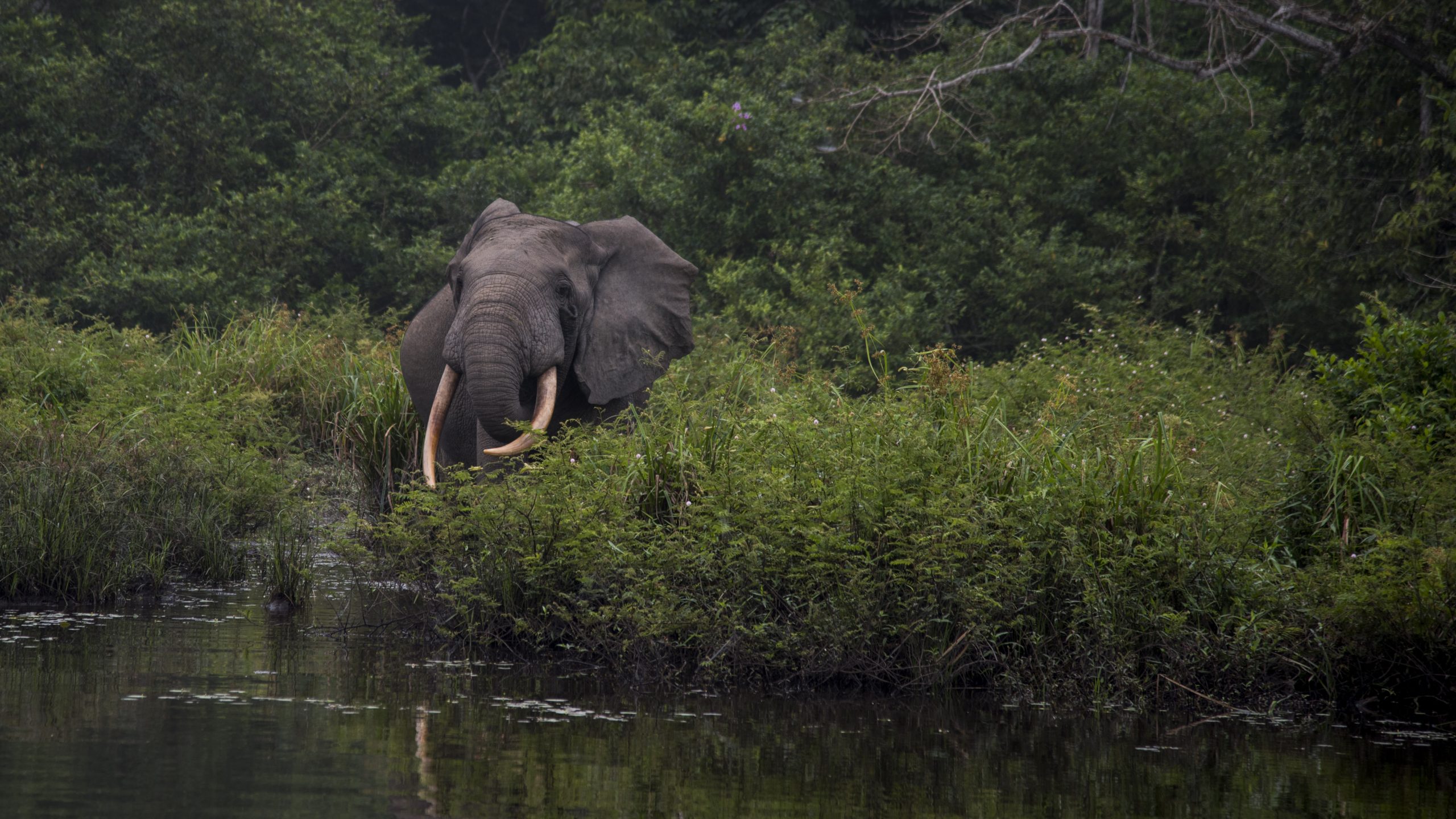 Elephant Crisis Fund - Save the Elephants