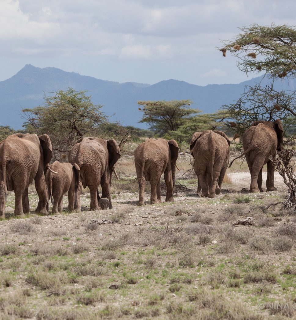 The Desert Elephants of Mali - Save the Elephants