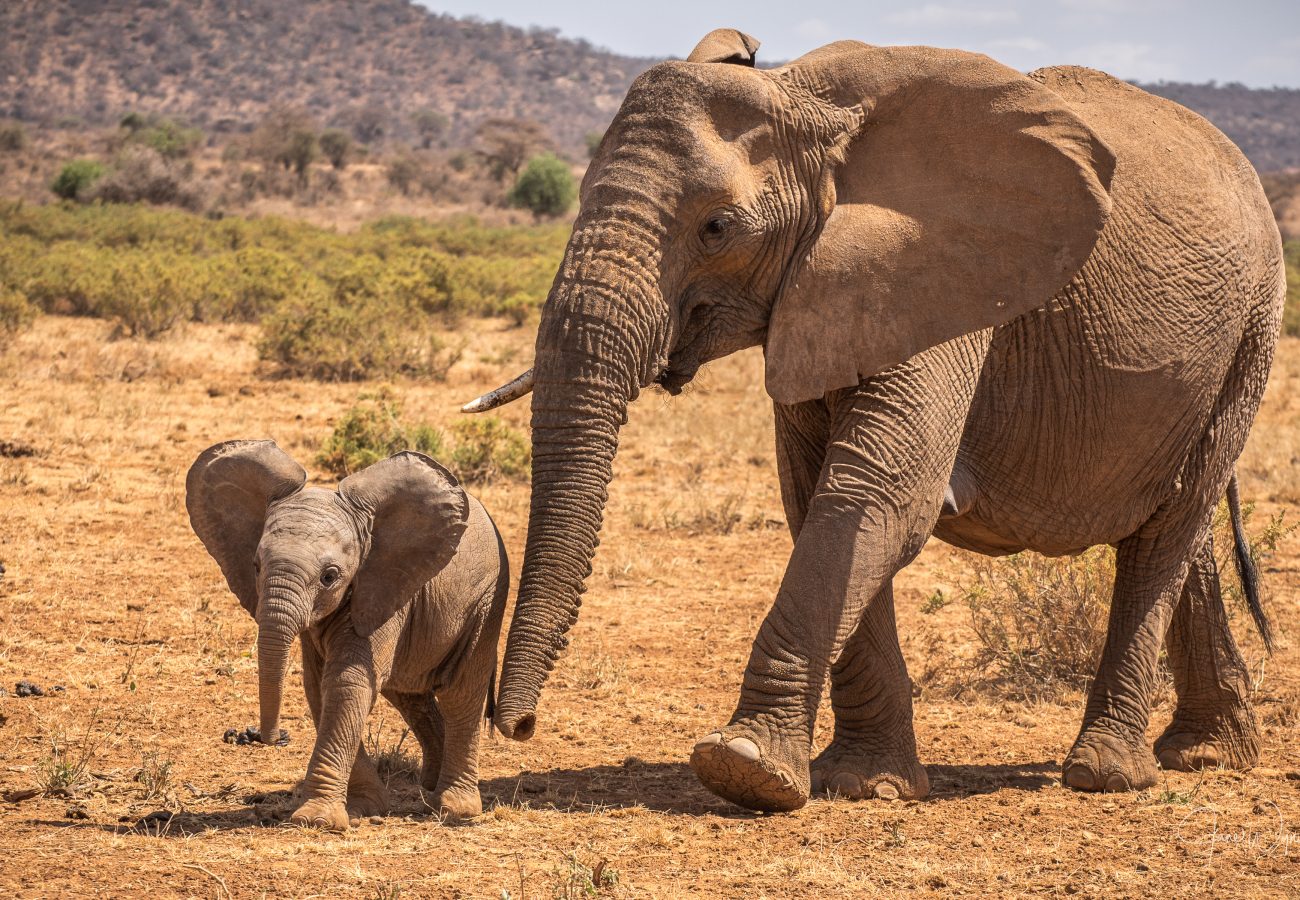 Data and Privacy Policy - Save the Elephants