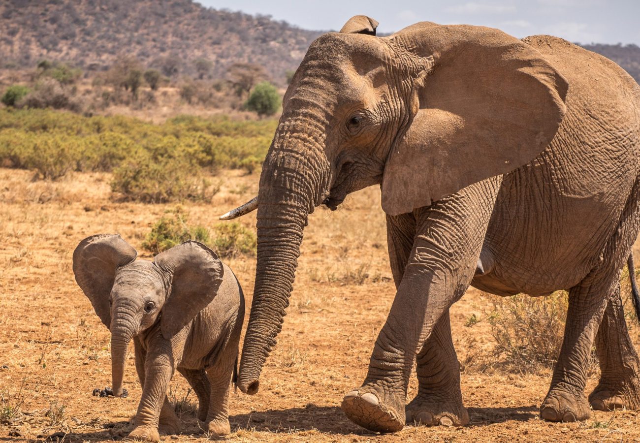 Data and Privacy Policy - Save the Elephants