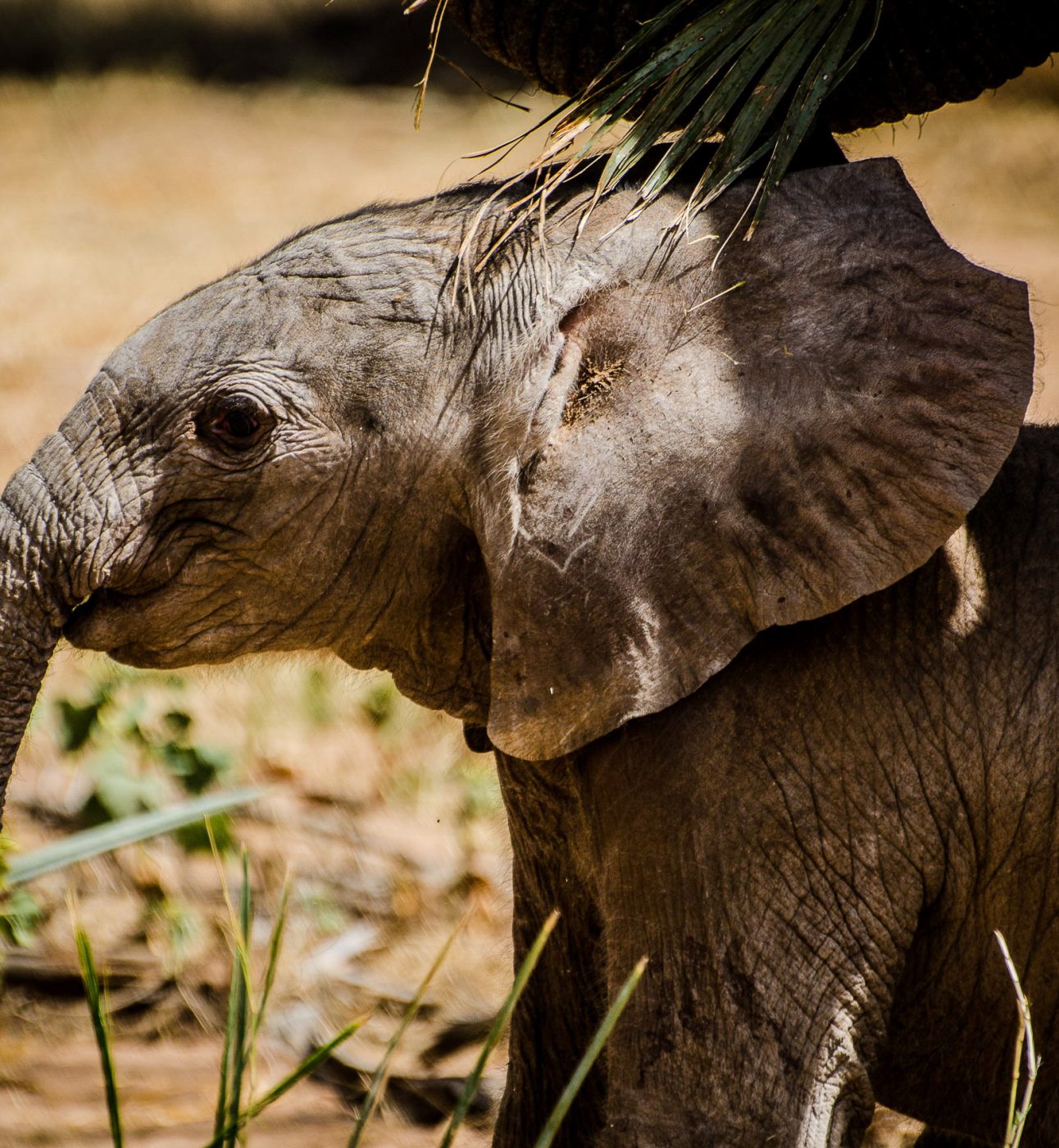 Donate Page US - Save the Elephants