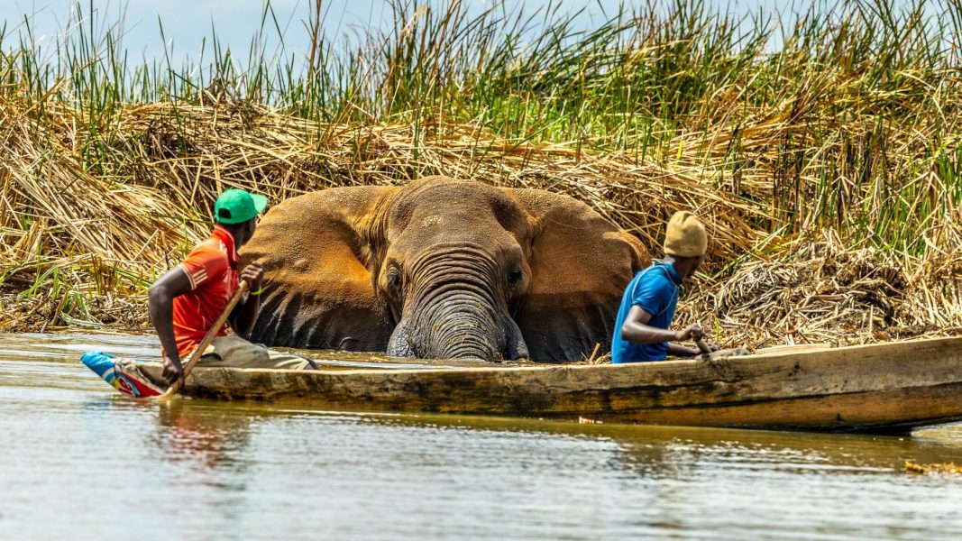 Communication - Save the Elephants