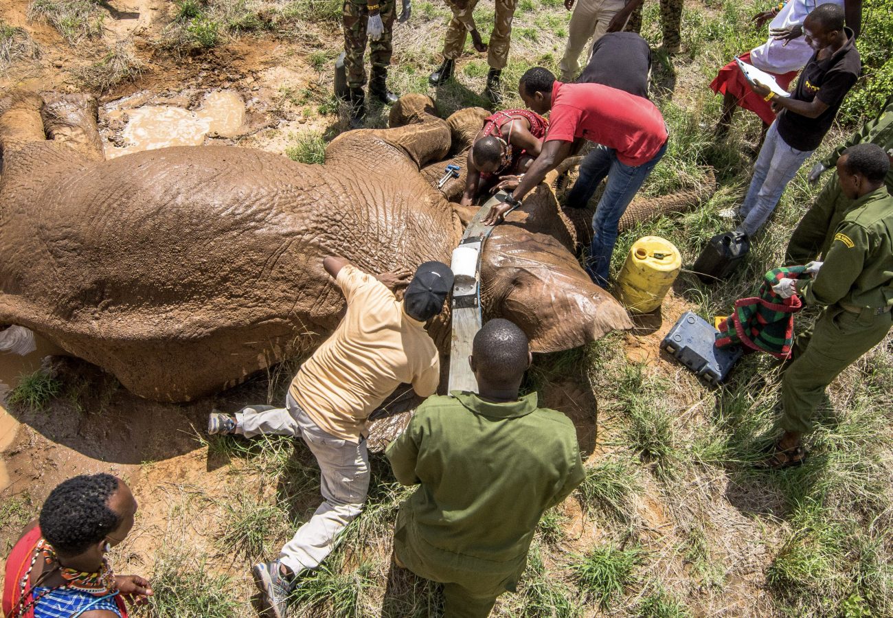 Our Work - Save the Elephants