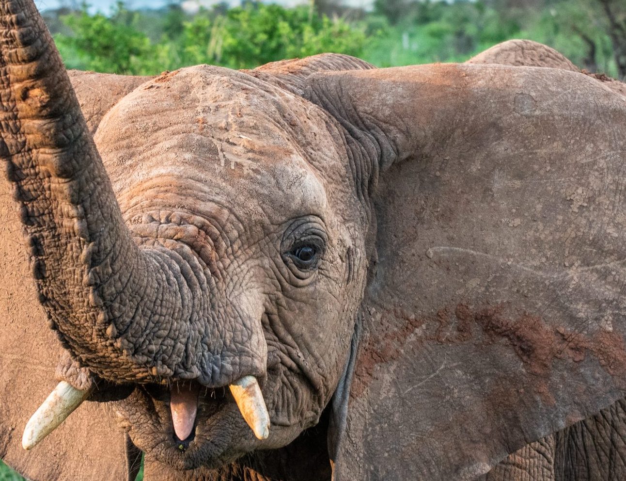The Desert Elephants of Mali - Save the Elephants