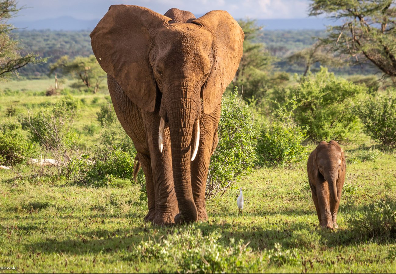 Corporate partnerships - Save the Elephants