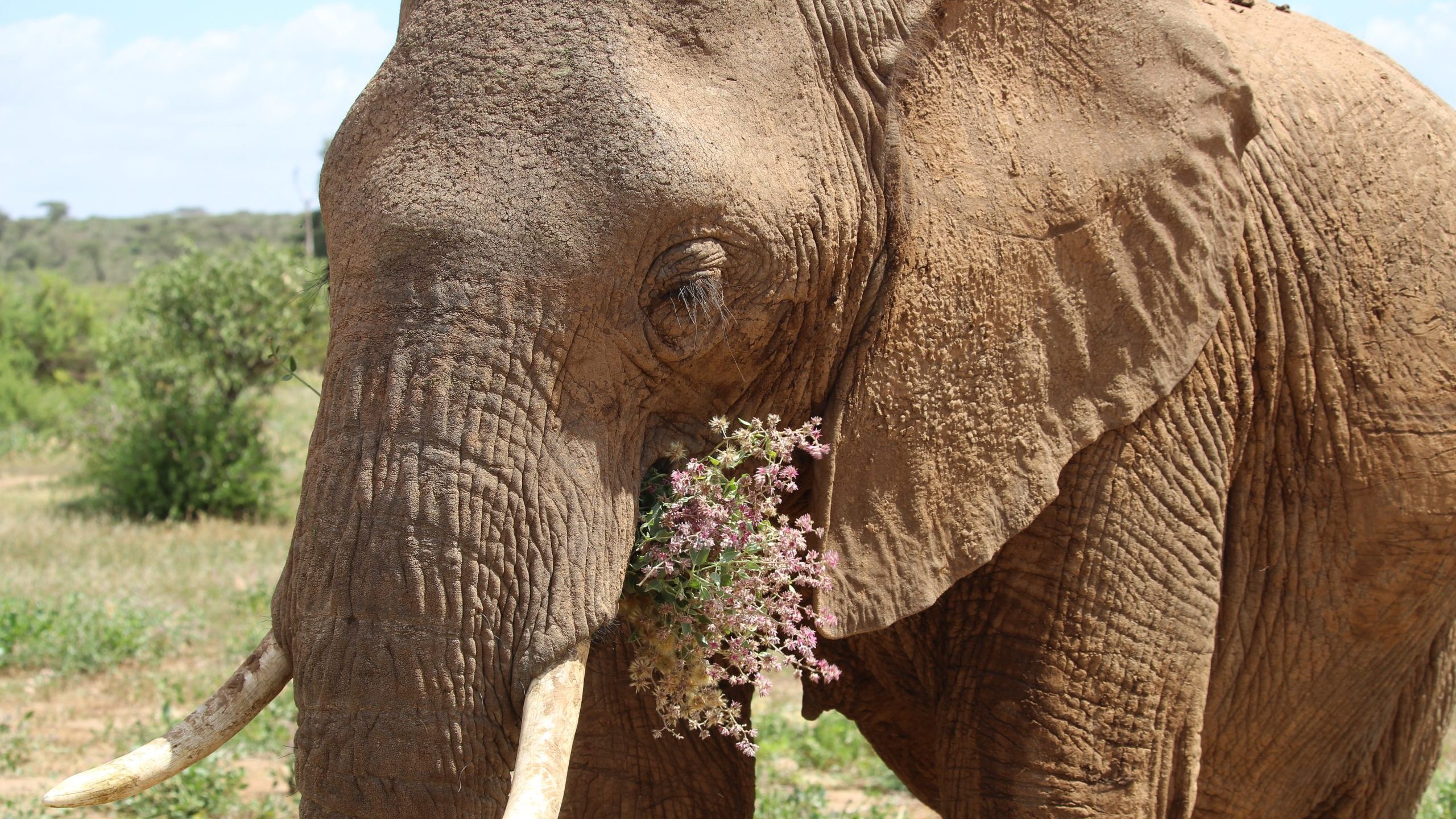 Shop - Save the Elephants