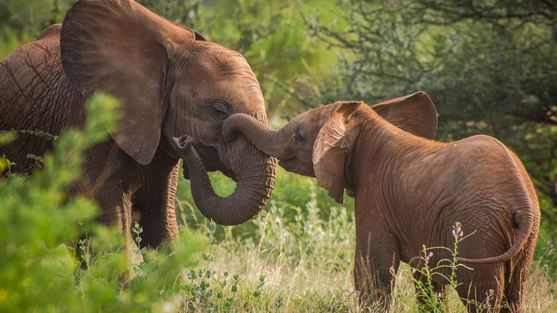 Workplace Giving - Save the Elephants