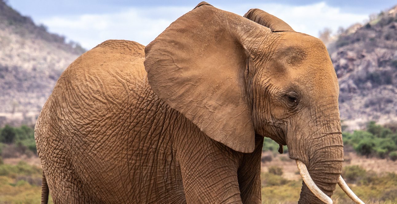 Impact - Save the Elephants