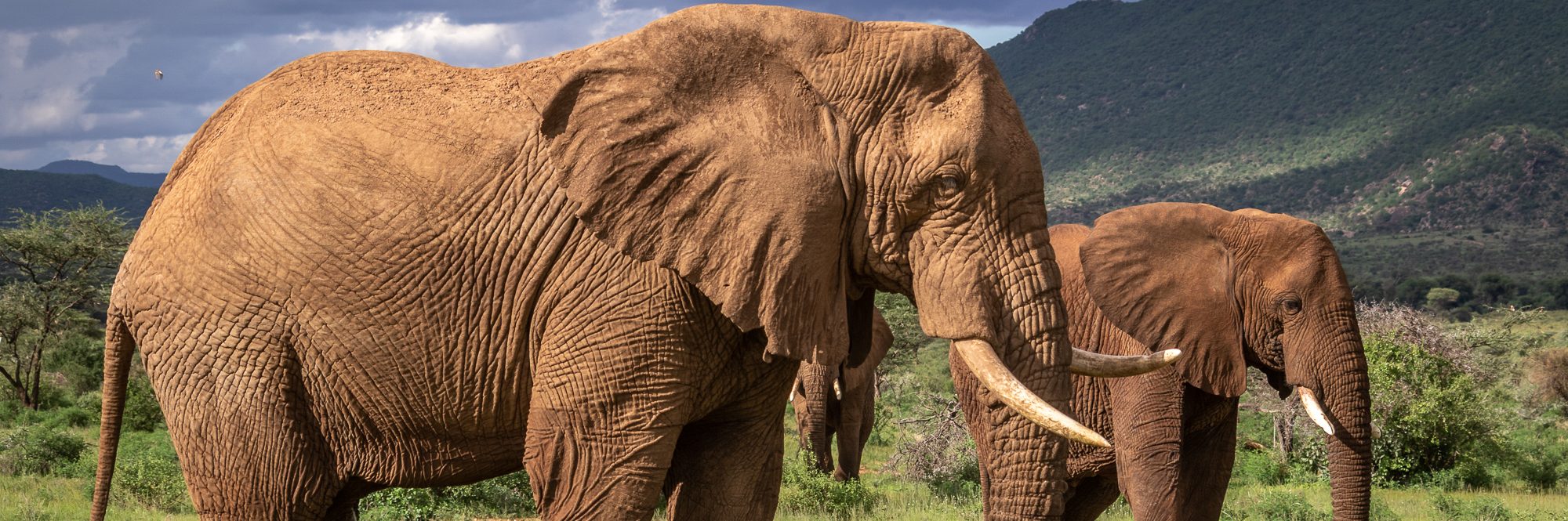 Careers - Save the Elephants