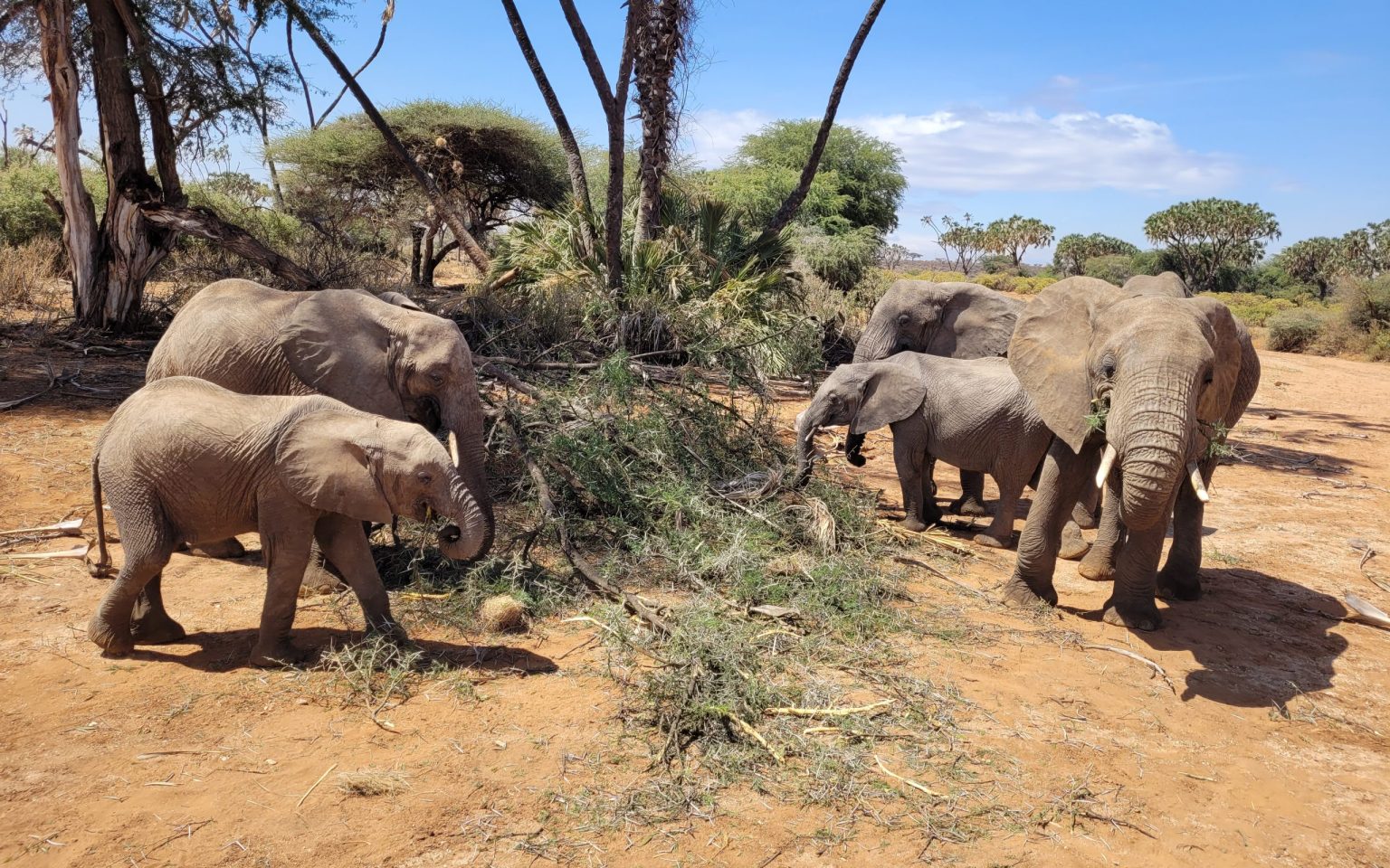 Unravelling the intricacies of wild elephant diets - Save the Elephants