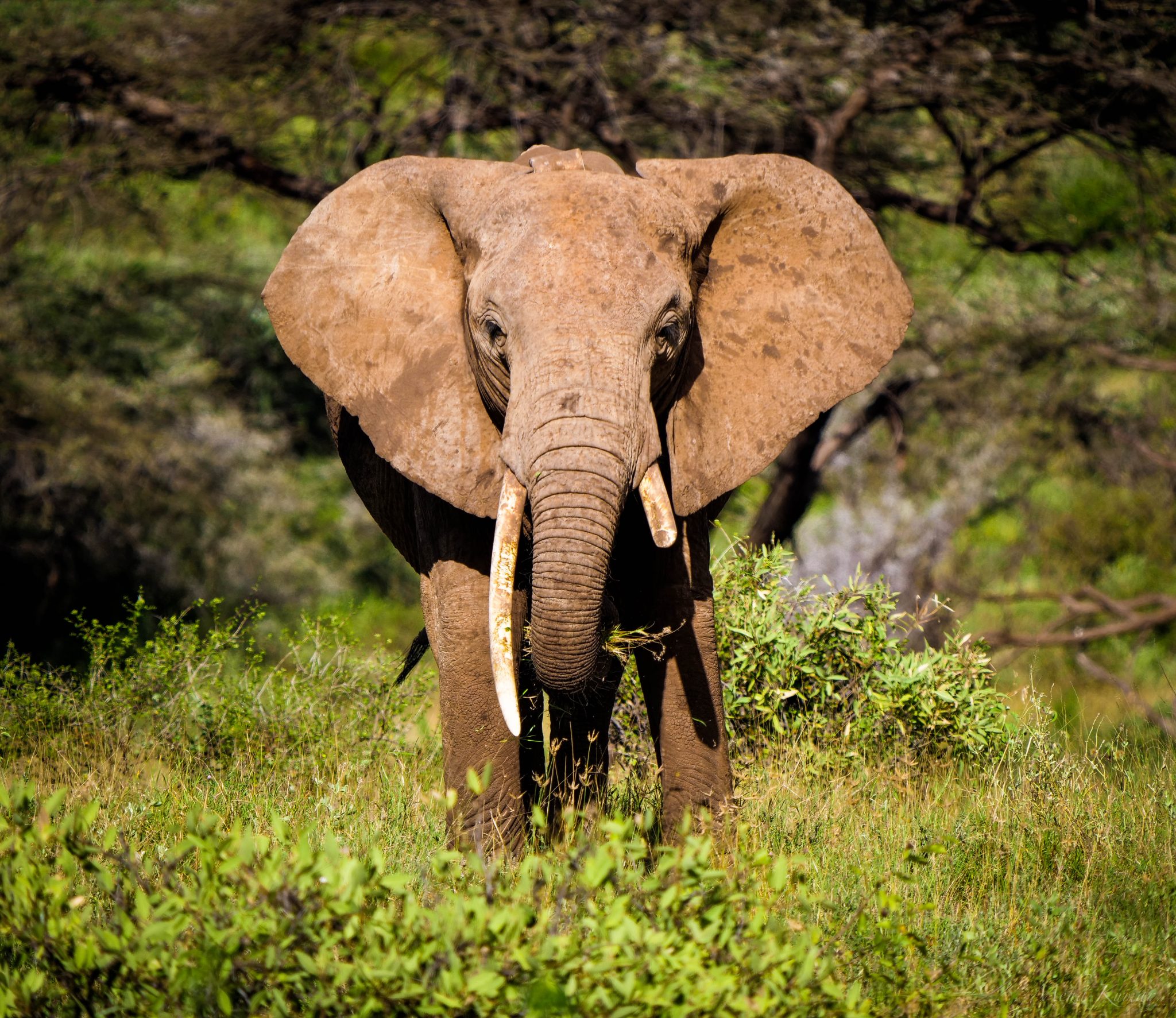 An Adventurer and a Teacher - Save the Elephants