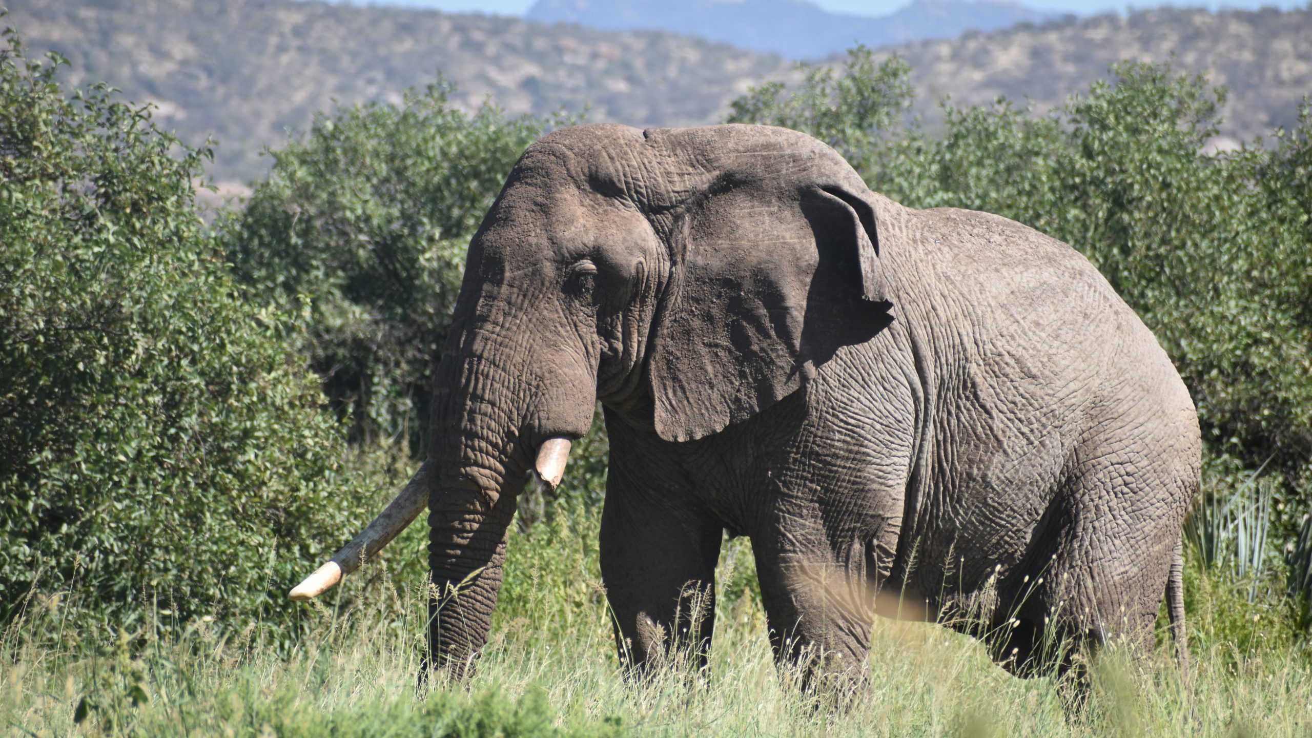 Giving elephants a voice - Save the Elephants
