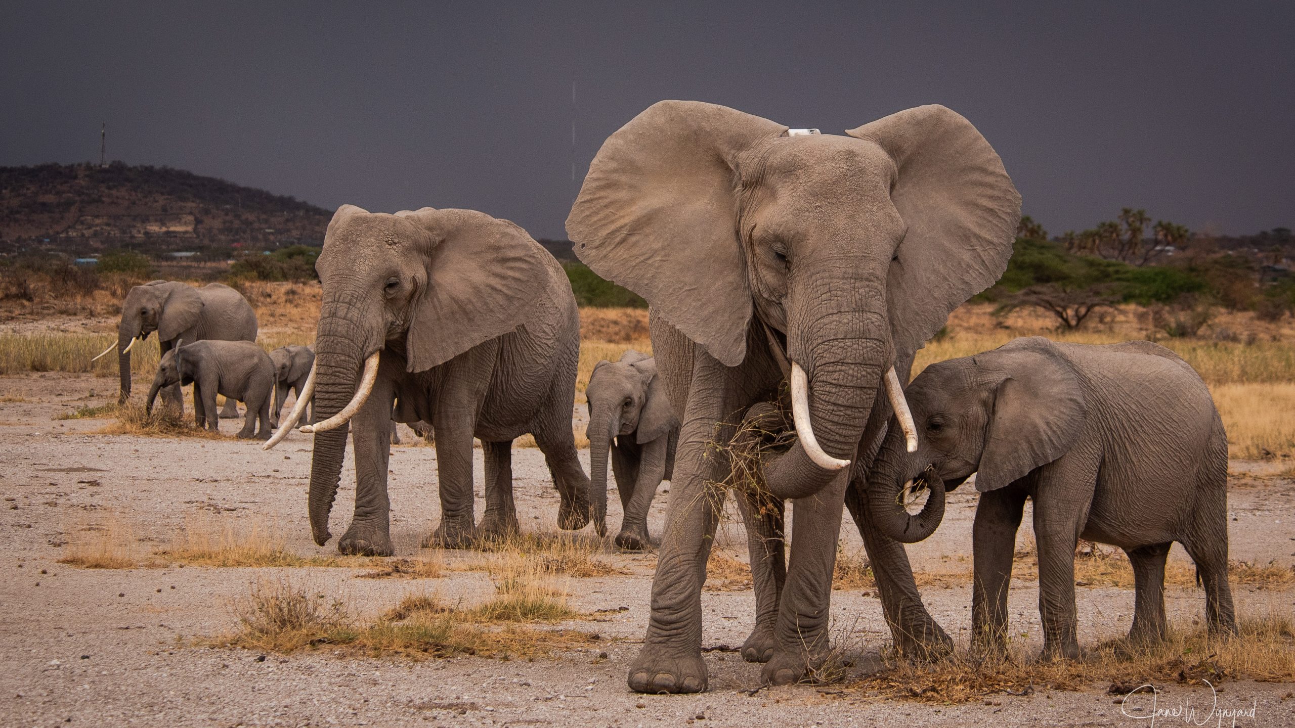 Tracking Analyst - Save the Elephants