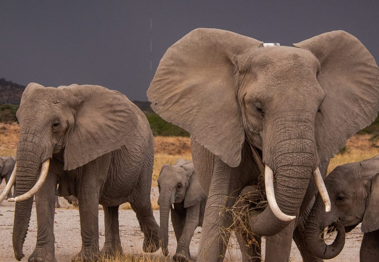 Tracking Analyst - Save the Elephants