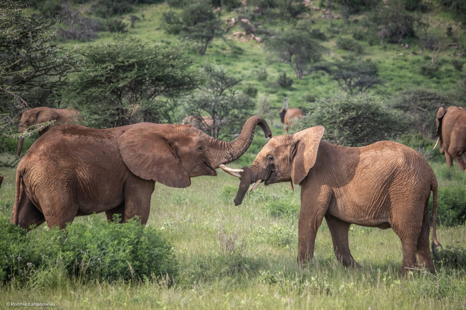 Like Us, Elephants Have Names Too! - Save the Elephants